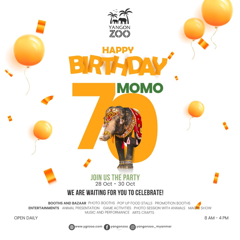 Yangon Zoo to celebrate the elephant MoMo’s 70th birthday - ASEAN ...